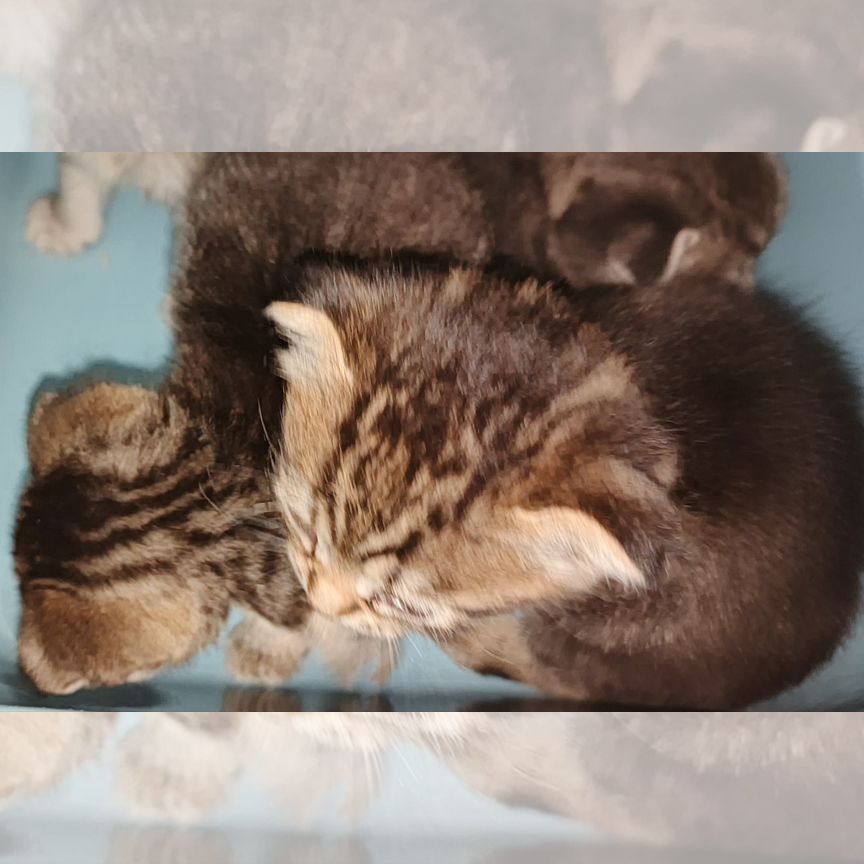 Шотландский вислоухий короткошёрстный котёнок