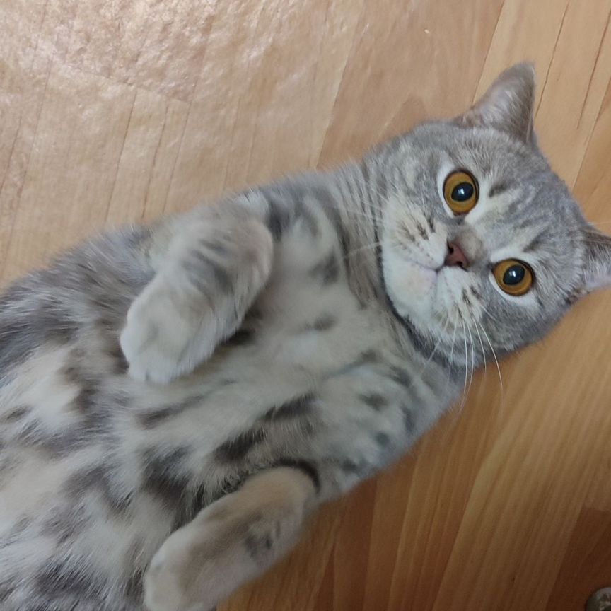 Шотландская прямоухая короткошёрстная, взрослая кошка