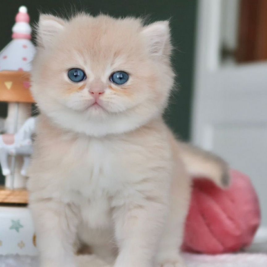 Британские котята золотая шиншилла