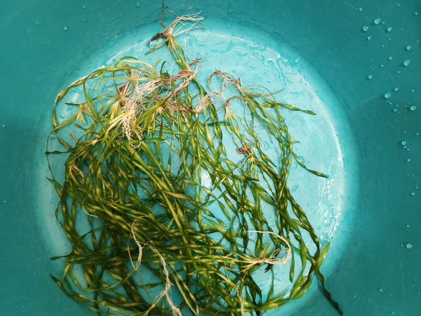 Валлиснерия спиральная