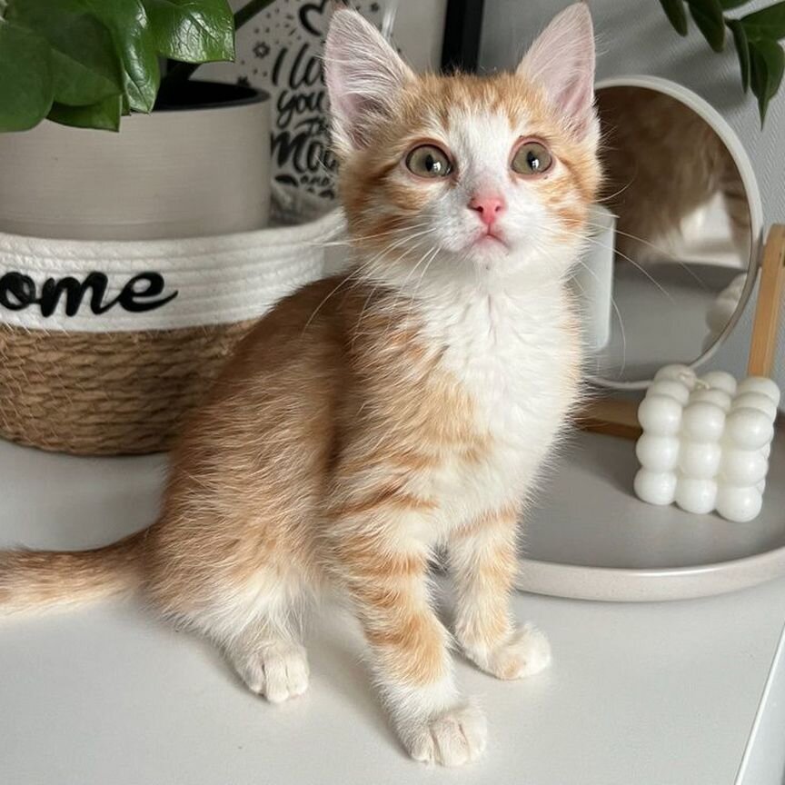 Отдам котенка