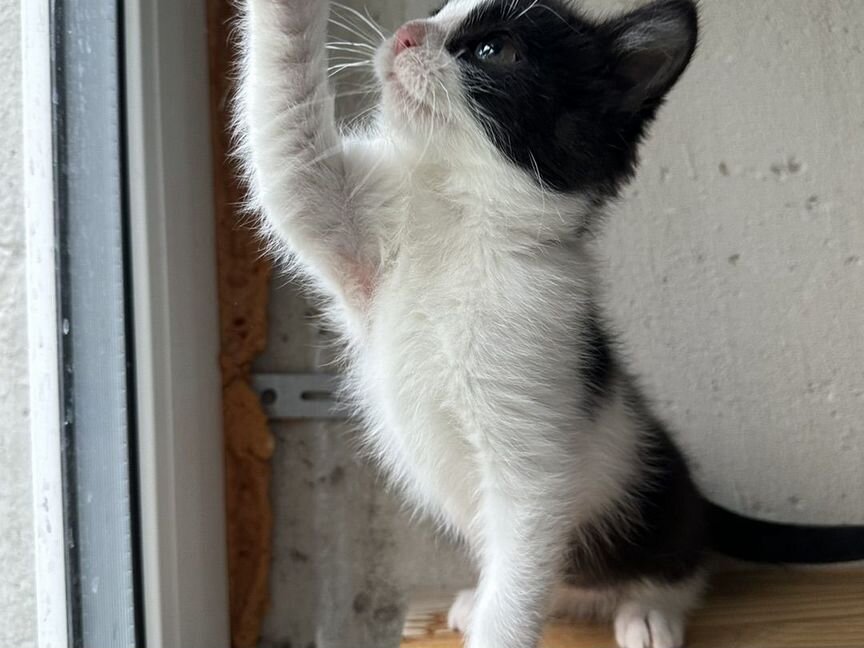 Крошка кошка котенок 3 месяца мини белый черный