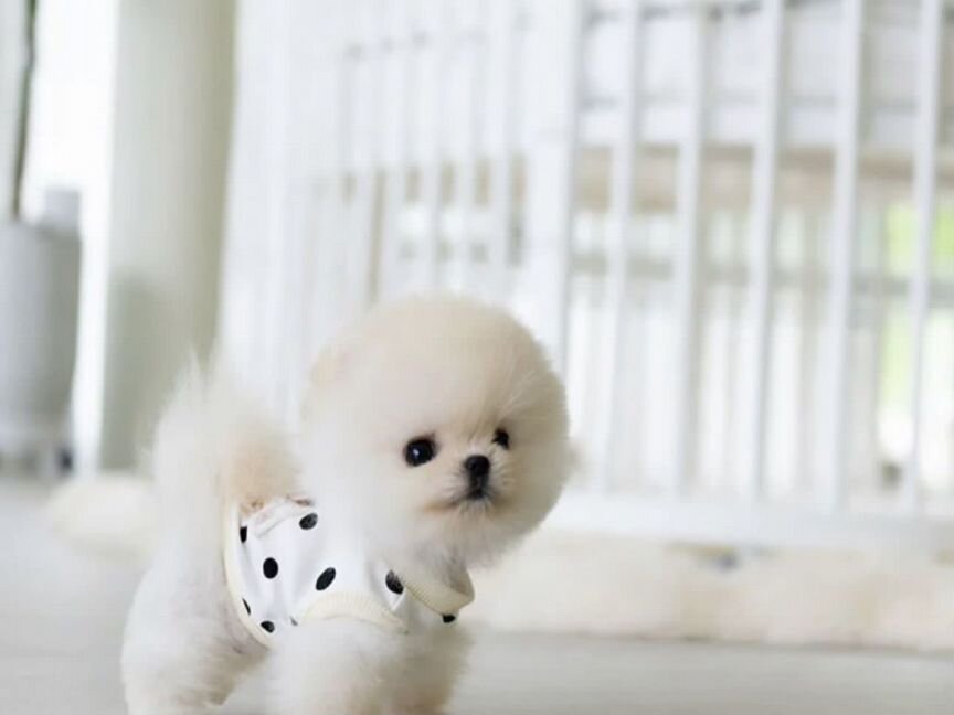 Микро мальчик и девочка мишка померанский шпиц