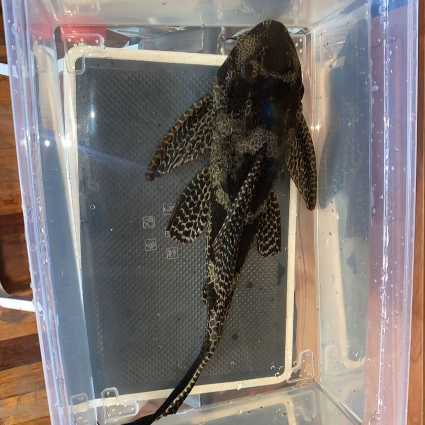 Сом птеригоплихт