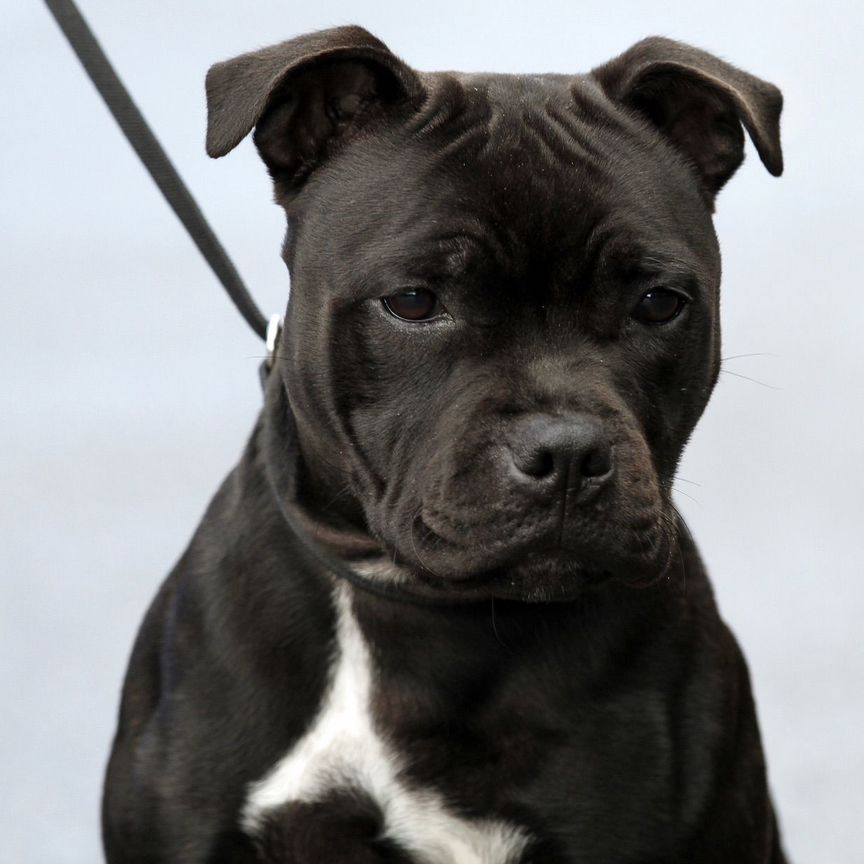 Щенок стаффордширского бультерьера