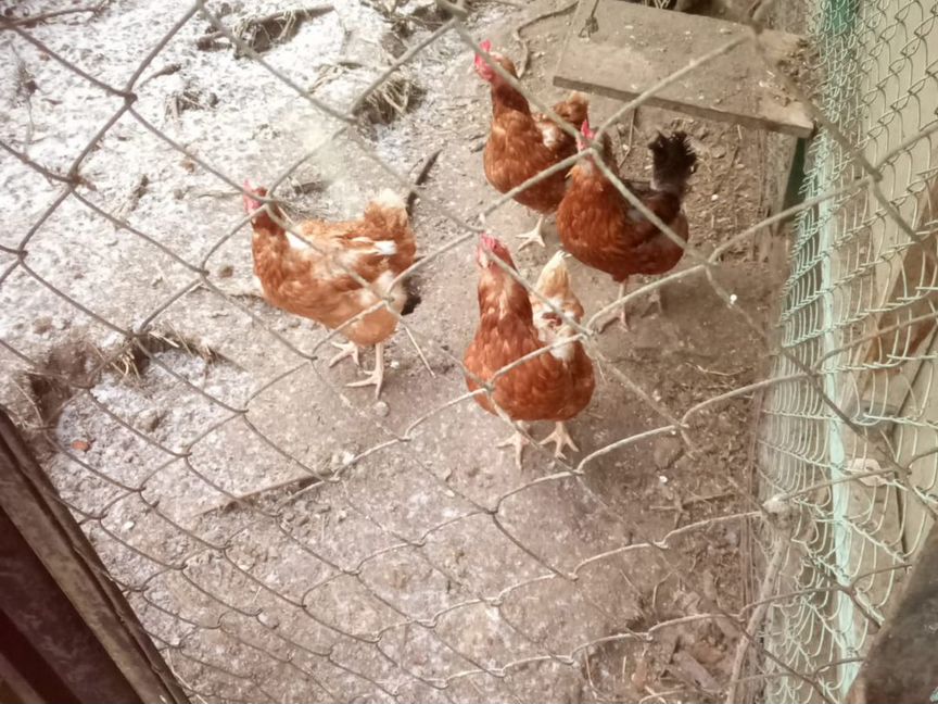 Продам 2 петушка и 12 курочек
