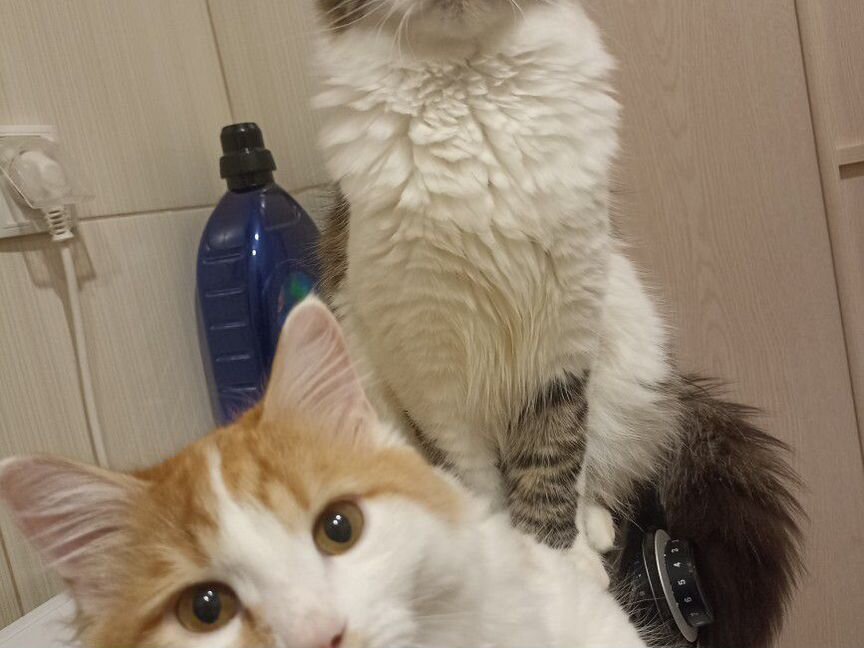 Коты дворовые