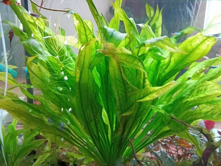 Эхинодорус Амазонский большой куст
