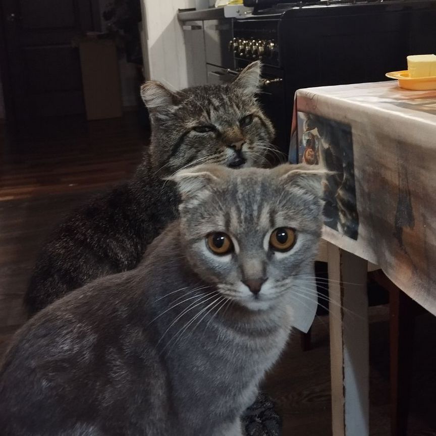 Котята