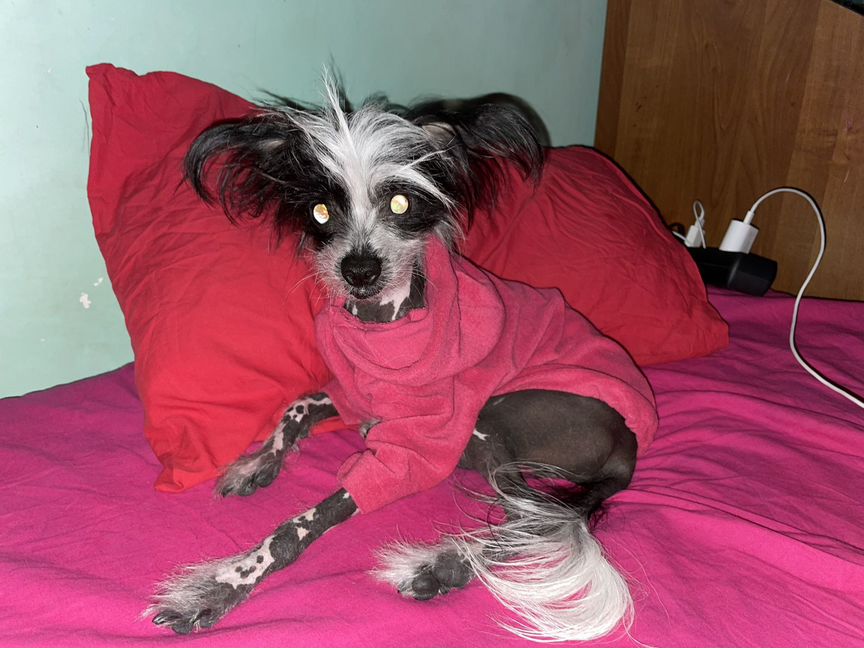 Китайская хохлатая собака щенки