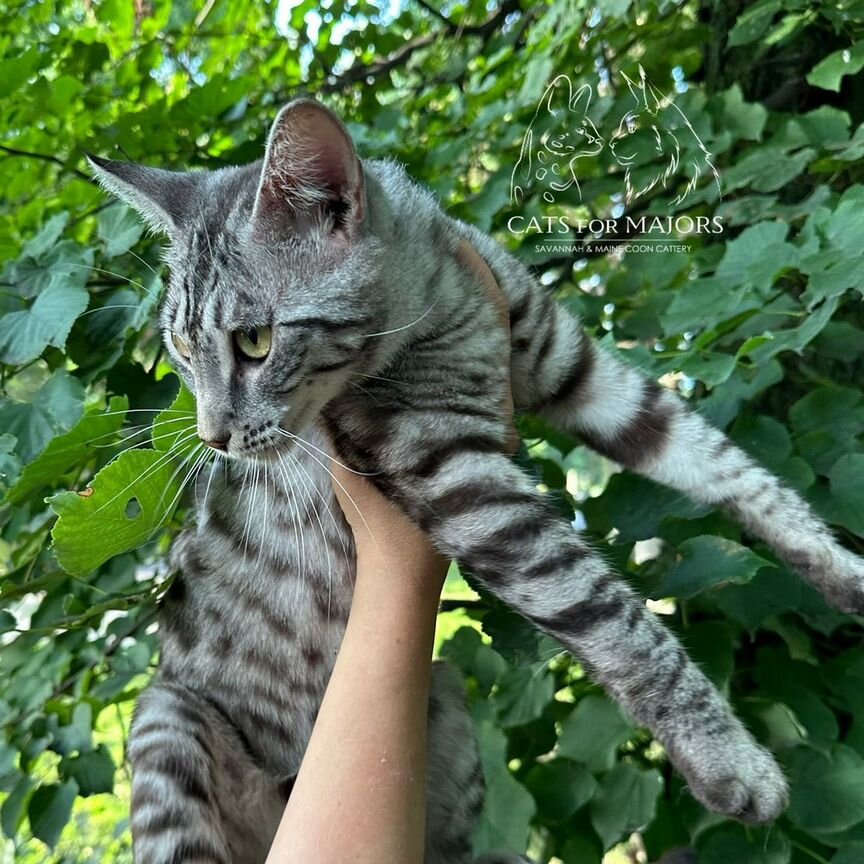 Саванна ф5