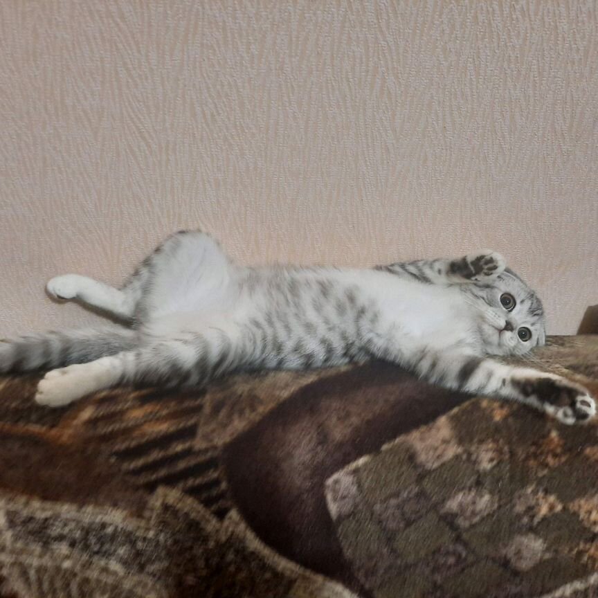 Шотландская вислоухая