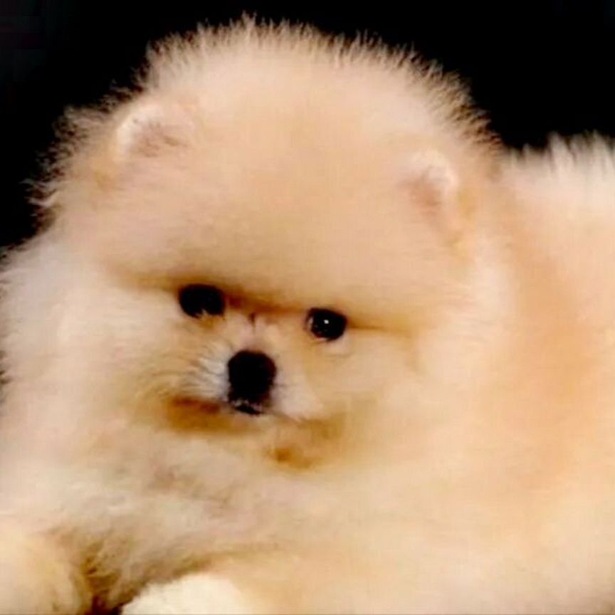 Щенки шпица