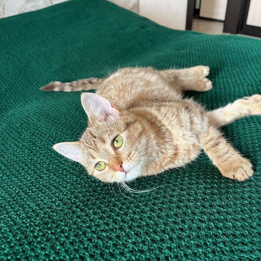 Котенок красавица