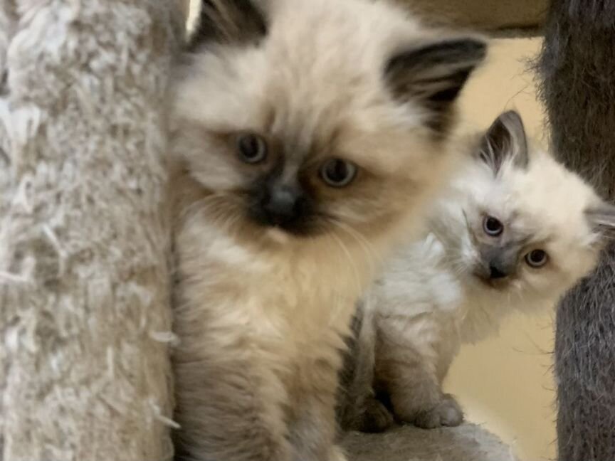 Невская маскарадная