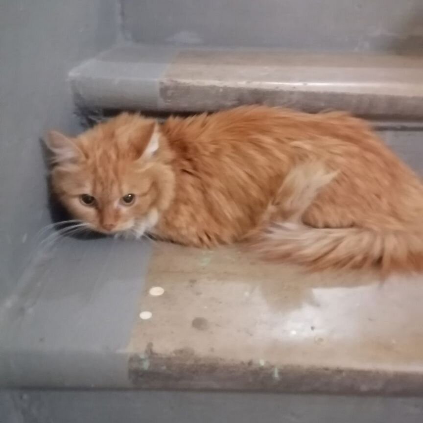 Котята-подростки из подъезда