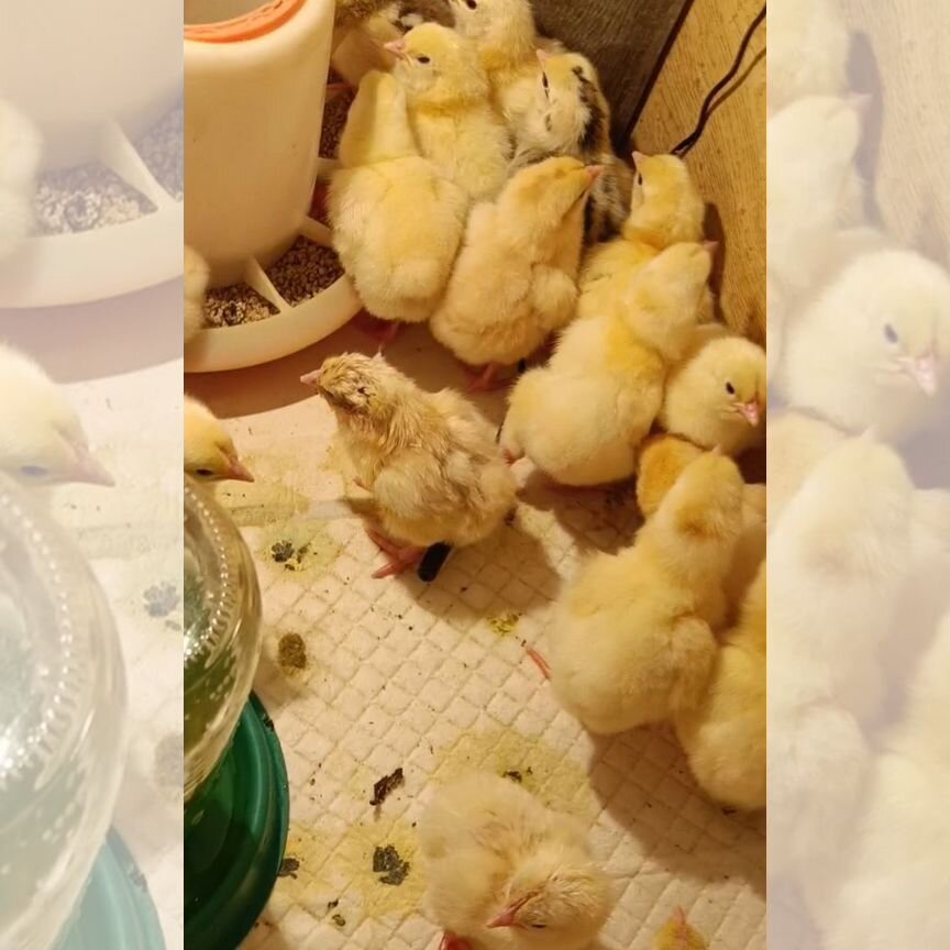 Цыплята суточные несушки