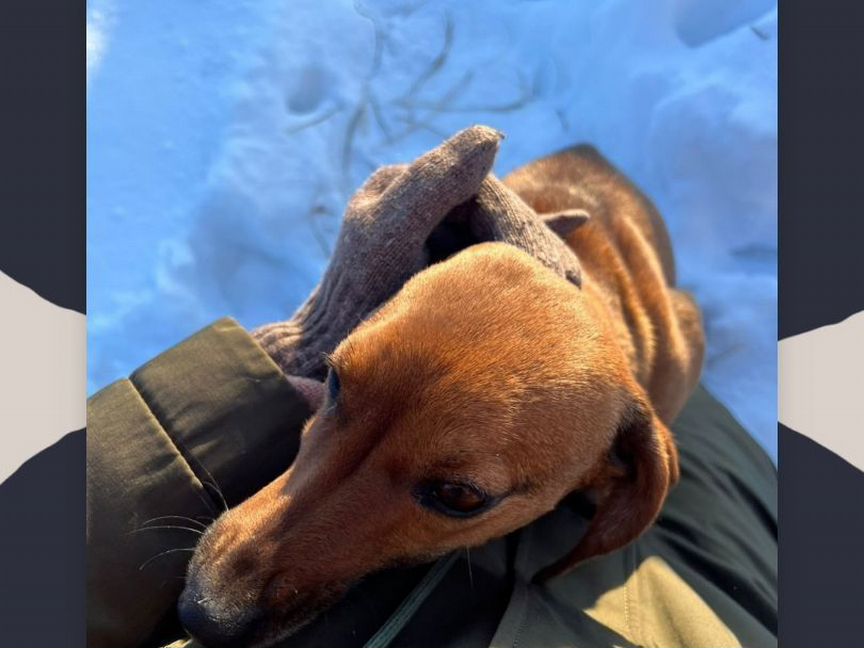 Такса в добрые руки