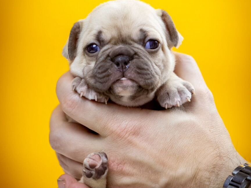 Французский бульдог щенки