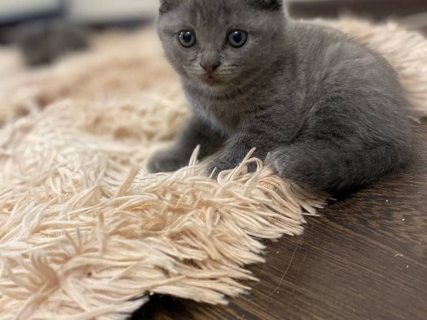 Продам котят шотландских вислоухих