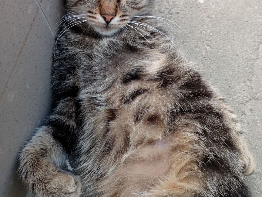 Кошечка ищет светлое будущее