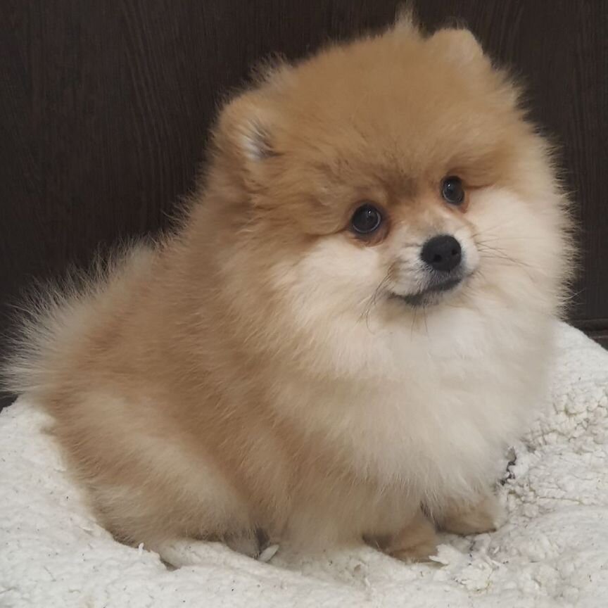 Померанский шпиц