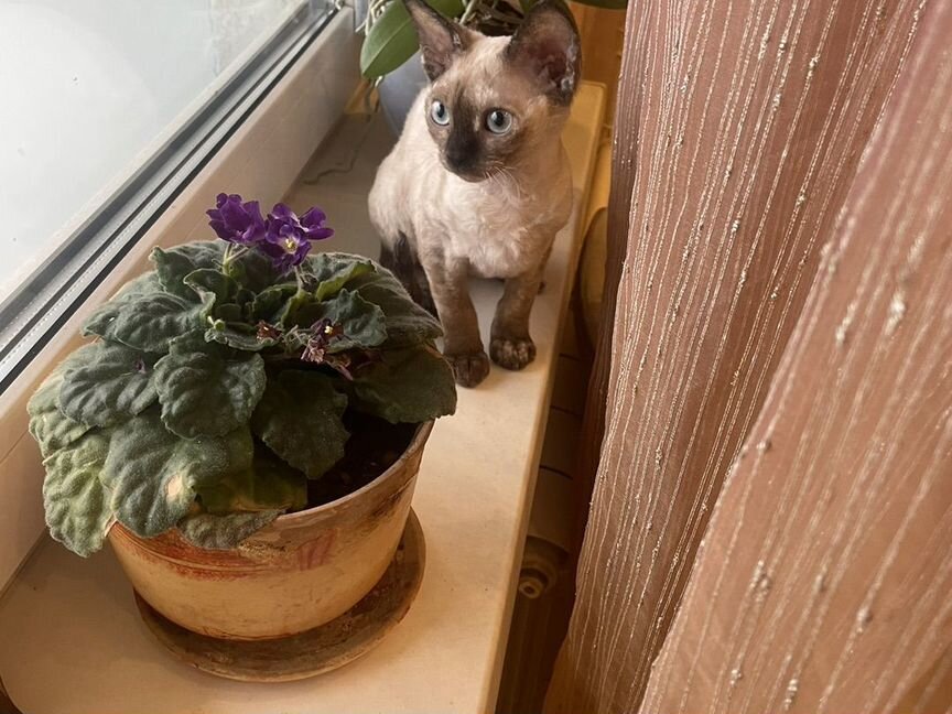 Котенок Девон-рекс