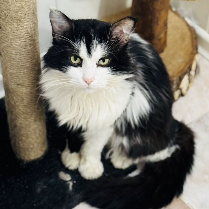 Кастрированный котик