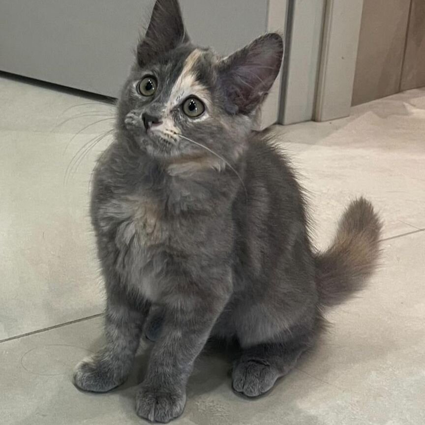 Котёнок от частного владельца