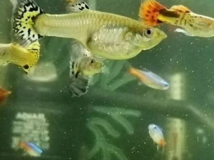 Аквариумные рыбки гупики