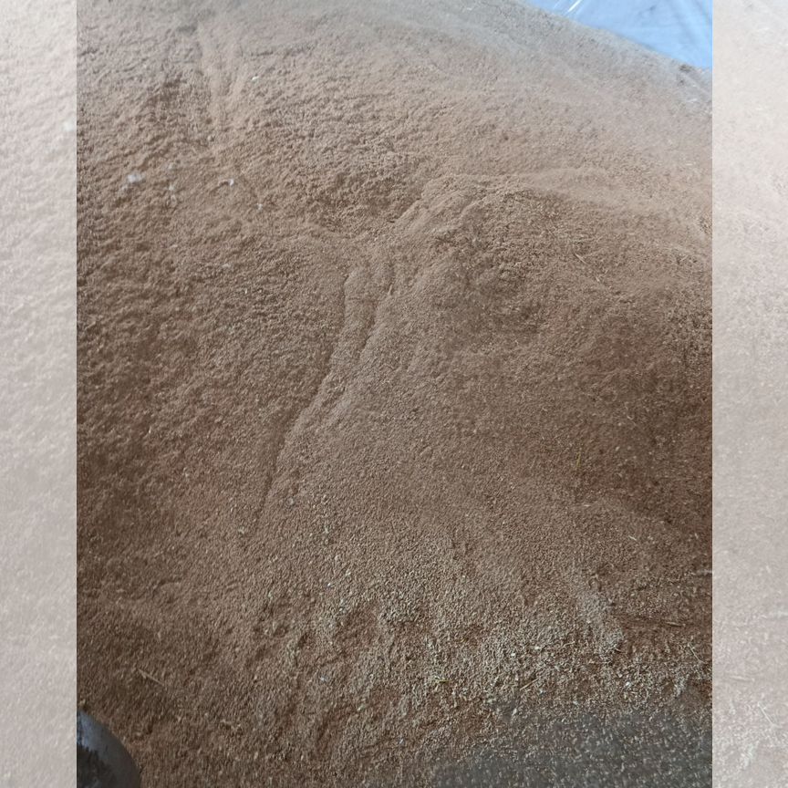 Зерно пшеница