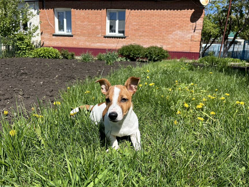 Щенок Джек Рассел терьер