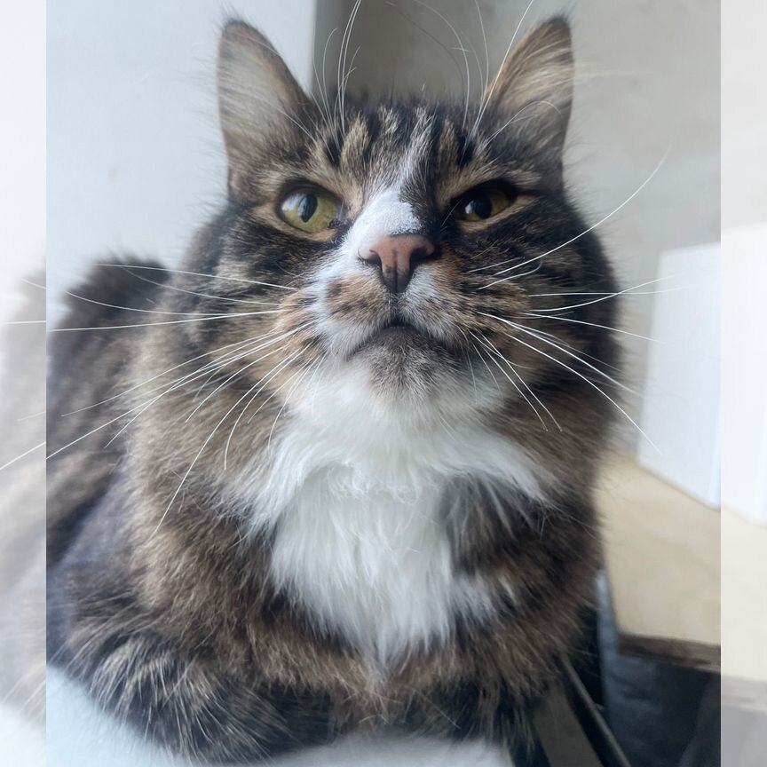 Взрослый кот в добрые руки