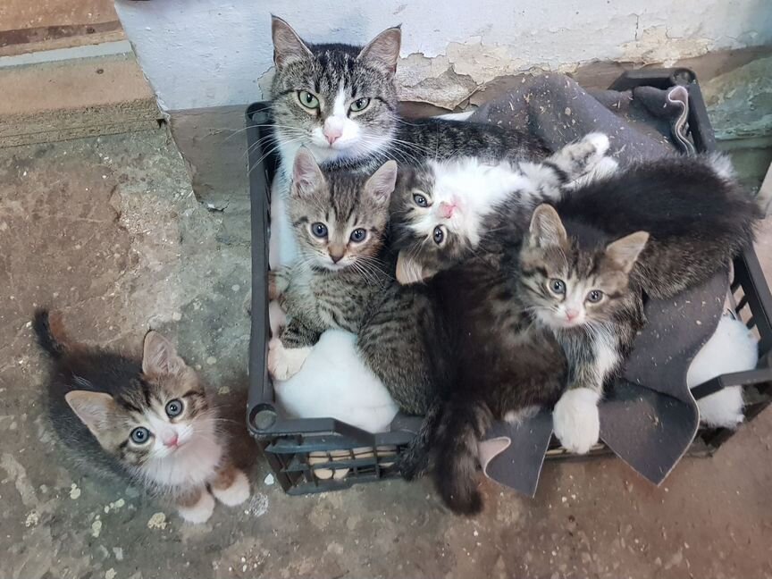 Котята в добрые руки