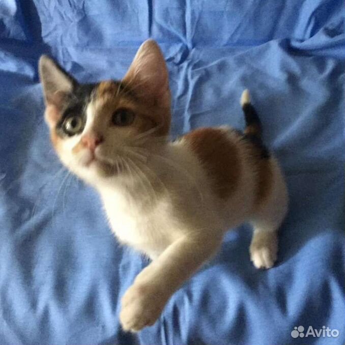 Котята ласковые и игривые, 2 мес