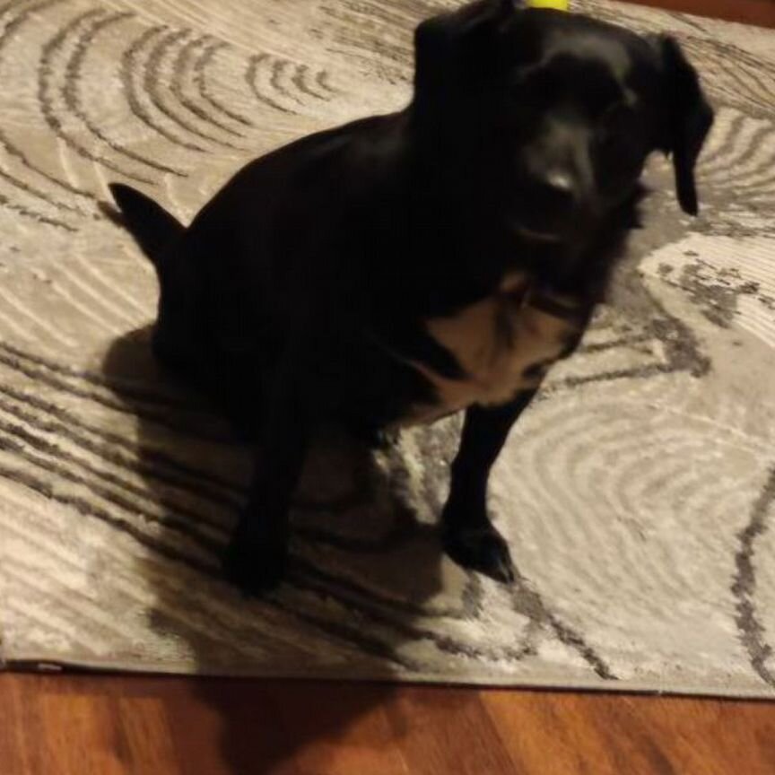 Взрослая собака в добрые руки