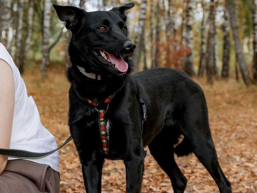 Восточноевропейская овчарка чёрная из приюта