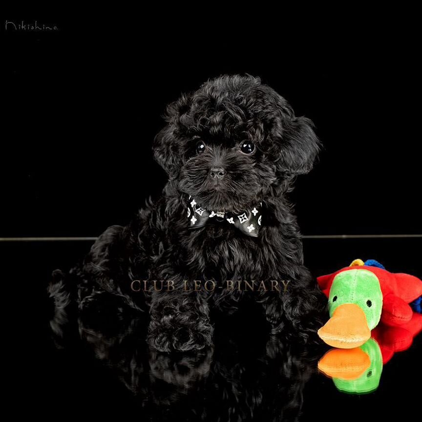 Мальтипу мальчик черного окраса