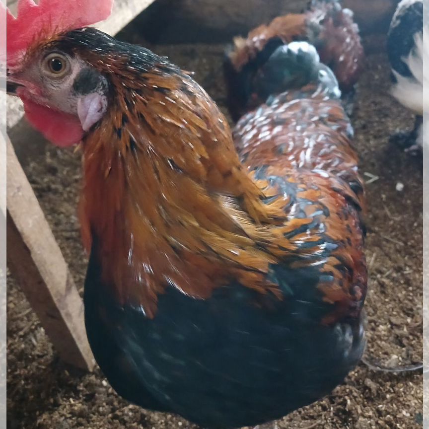 Домашние молодые петухи