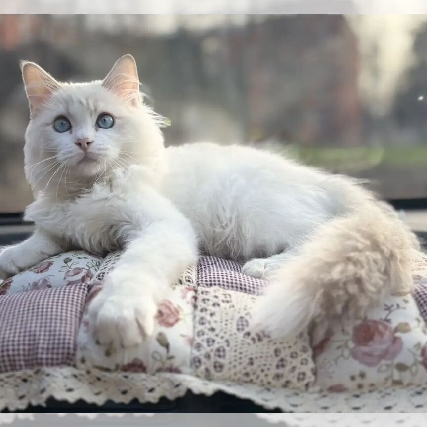 Рэгдолл котёнок