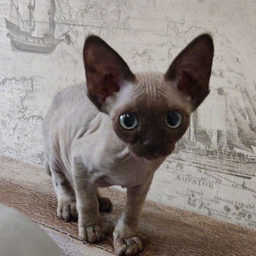 Девон-рекс котёнок