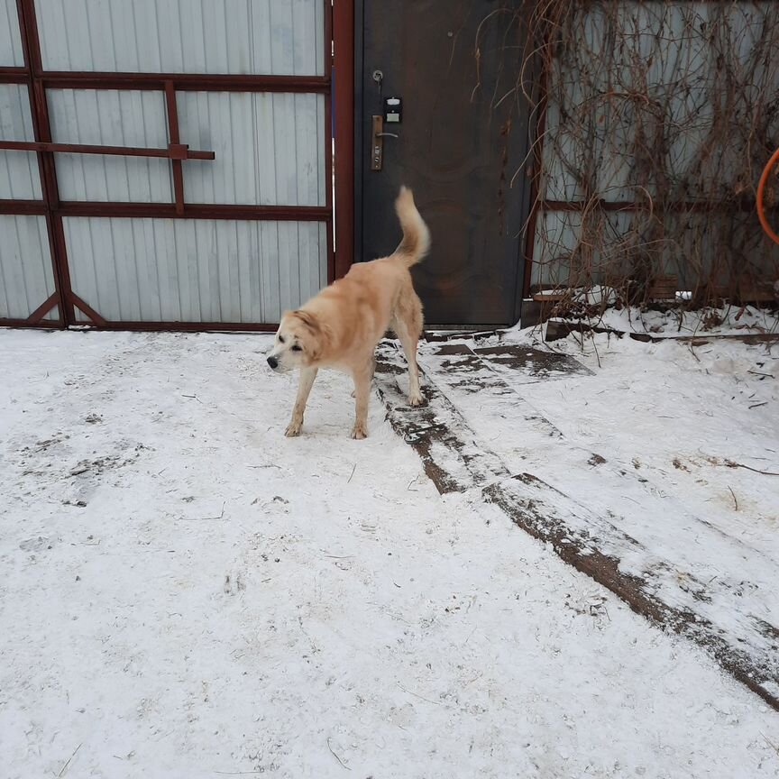 Подарю собаку