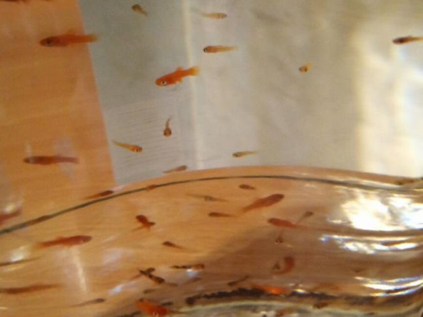 Мальки меченосцев