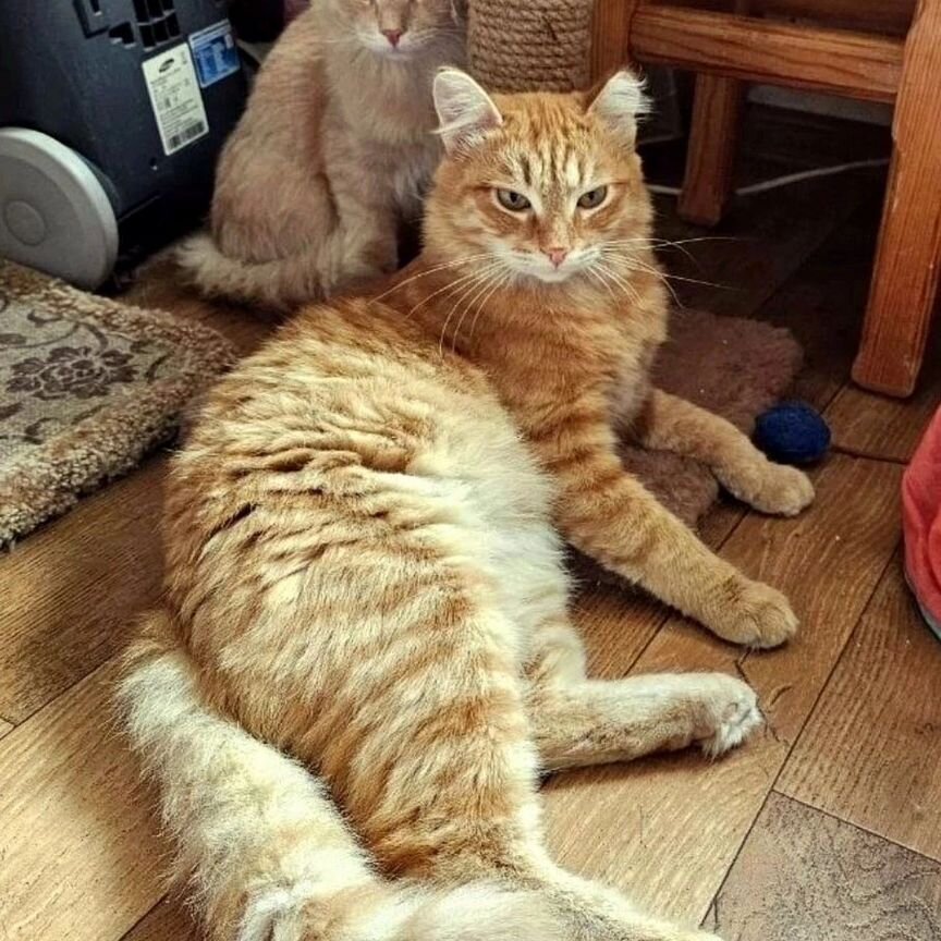 Кот Лаврентий из приюта ищет дом