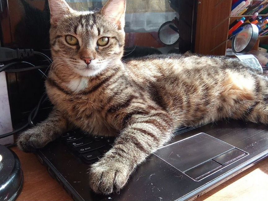 Наигрались