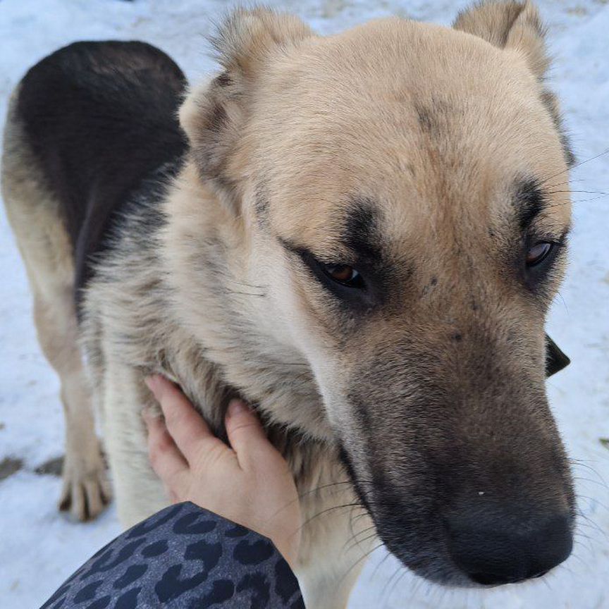 Взрослая собака в добрые руки