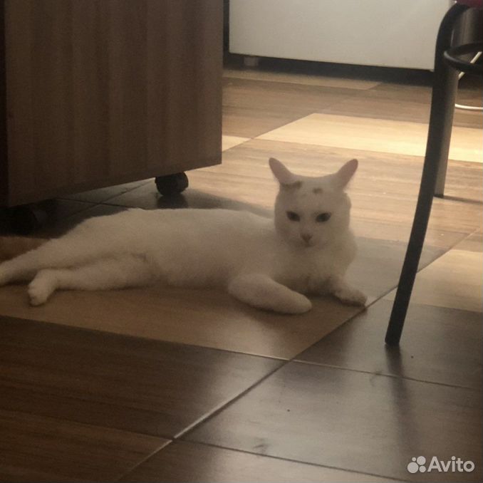 Кот обычный