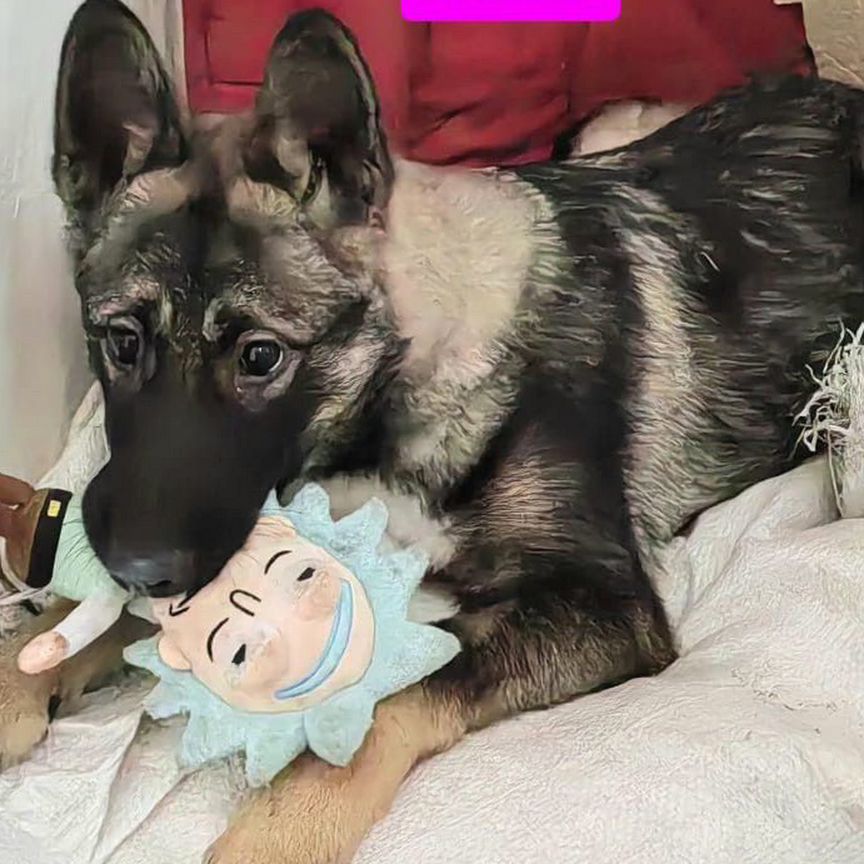 Щенок в добрые руки
