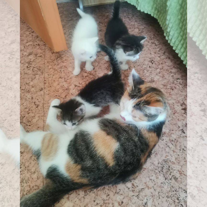 Котята