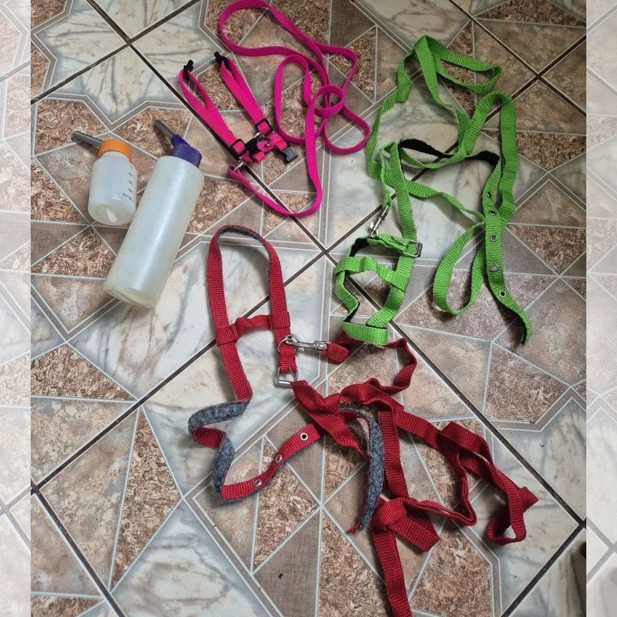 Шлейки для животных